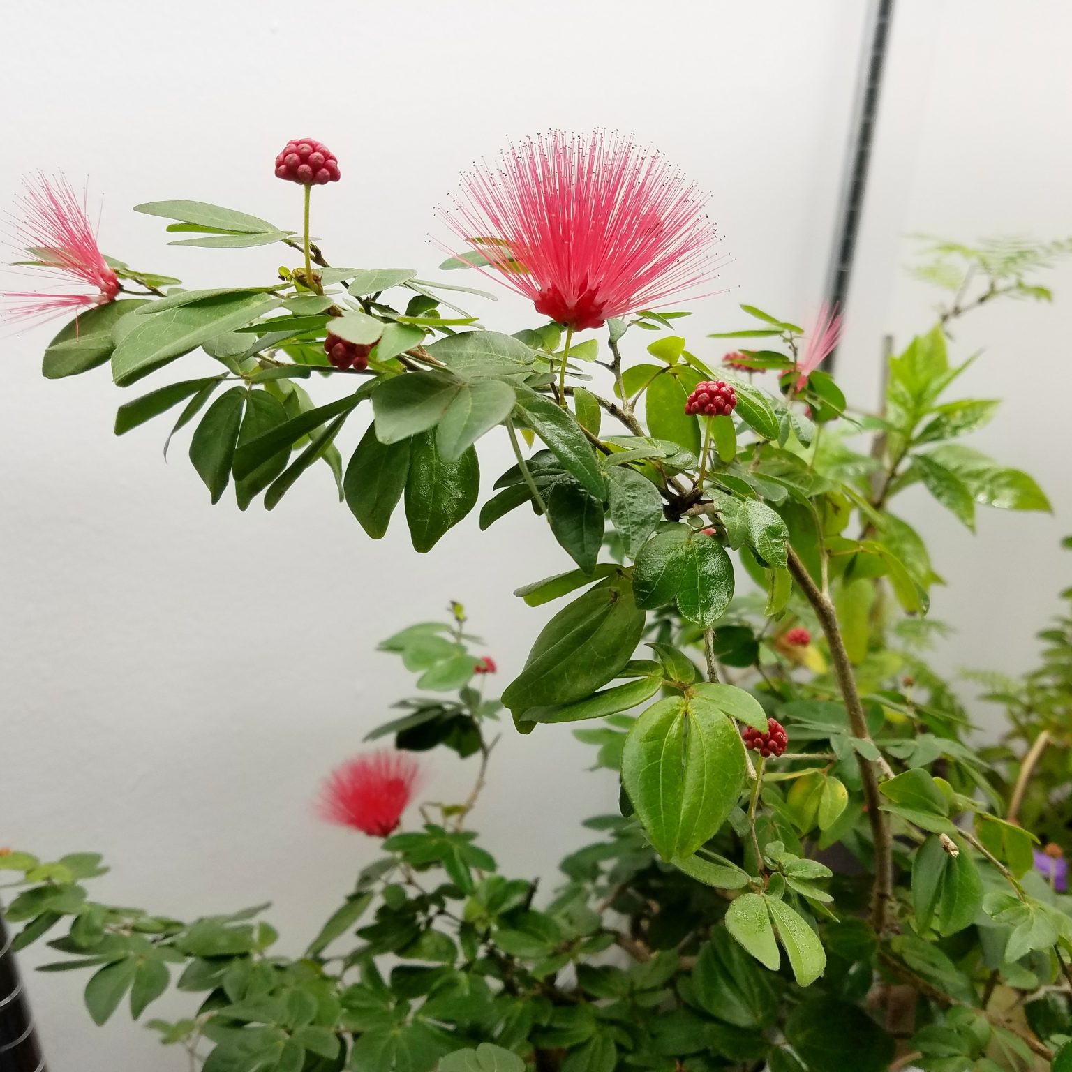 Calliandra emarginata (Pink Powder Puff) - Everblooming Houseplants
