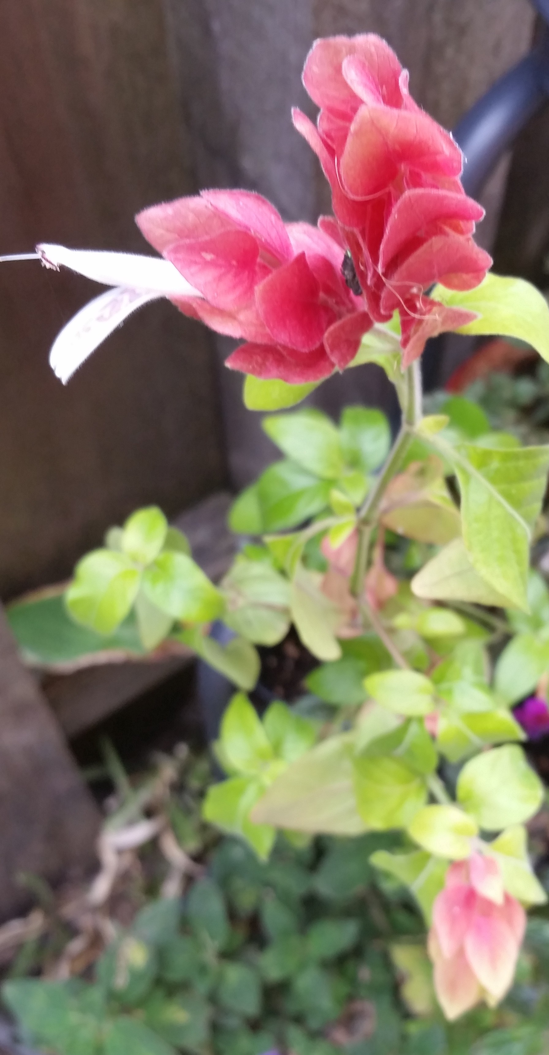 Justicia brandegeana (Shrimp Plant) - Everblooming Houseplants