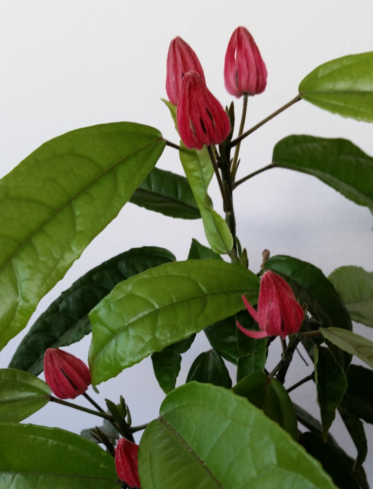 Pavonia multiflora (Brazilian Candle plant) - Everblooming Houseplants