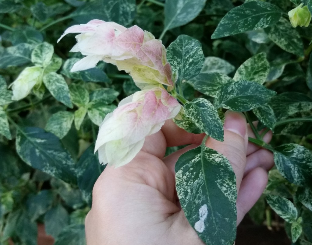 Justicia brandegeana (Shrimp Plant) - Everblooming Houseplants