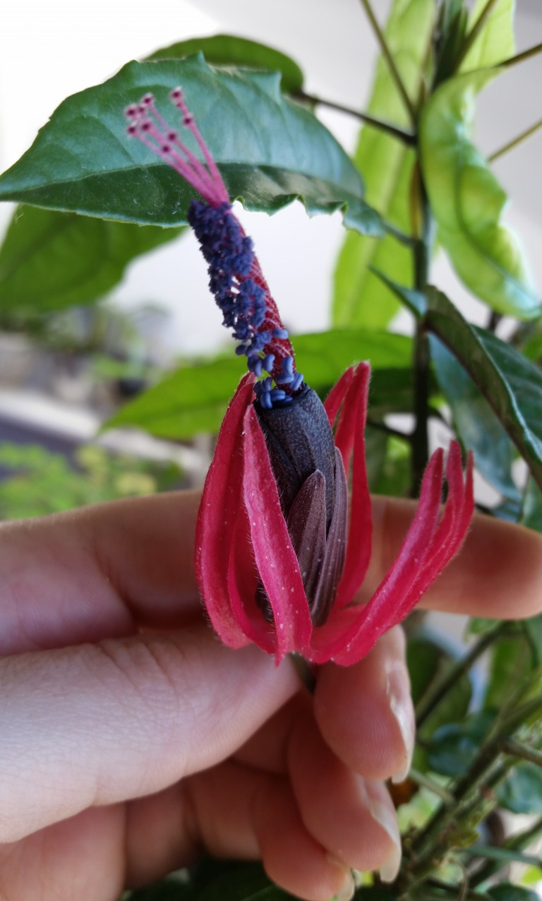 Pavonia multiflora (Brazilian Candle plant) - Everblooming Houseplants