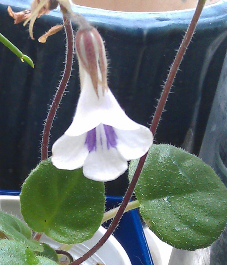 Deinostigma tamiana (formerly Primulina, also known as Vietnamese ...