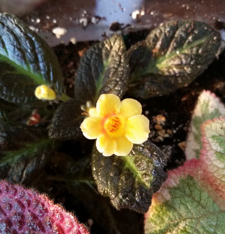 Episcia ‘Suomi’ - Everblooming Houseplants