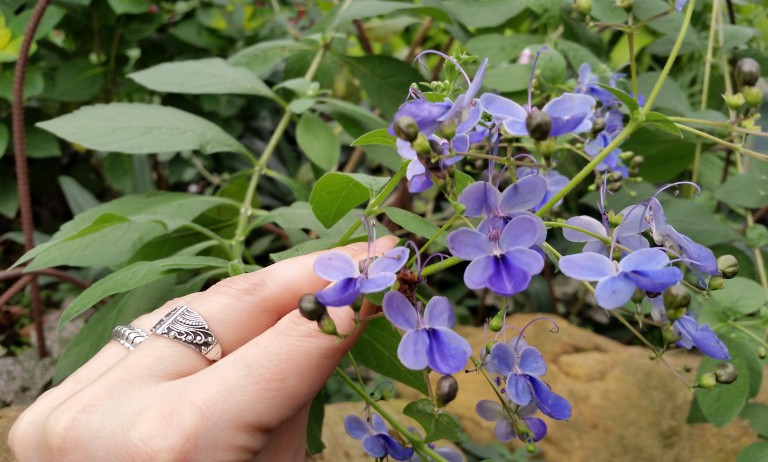 Clerodendrum ugandense (Blue Butterfly Bush) - Everblooming Houseplants