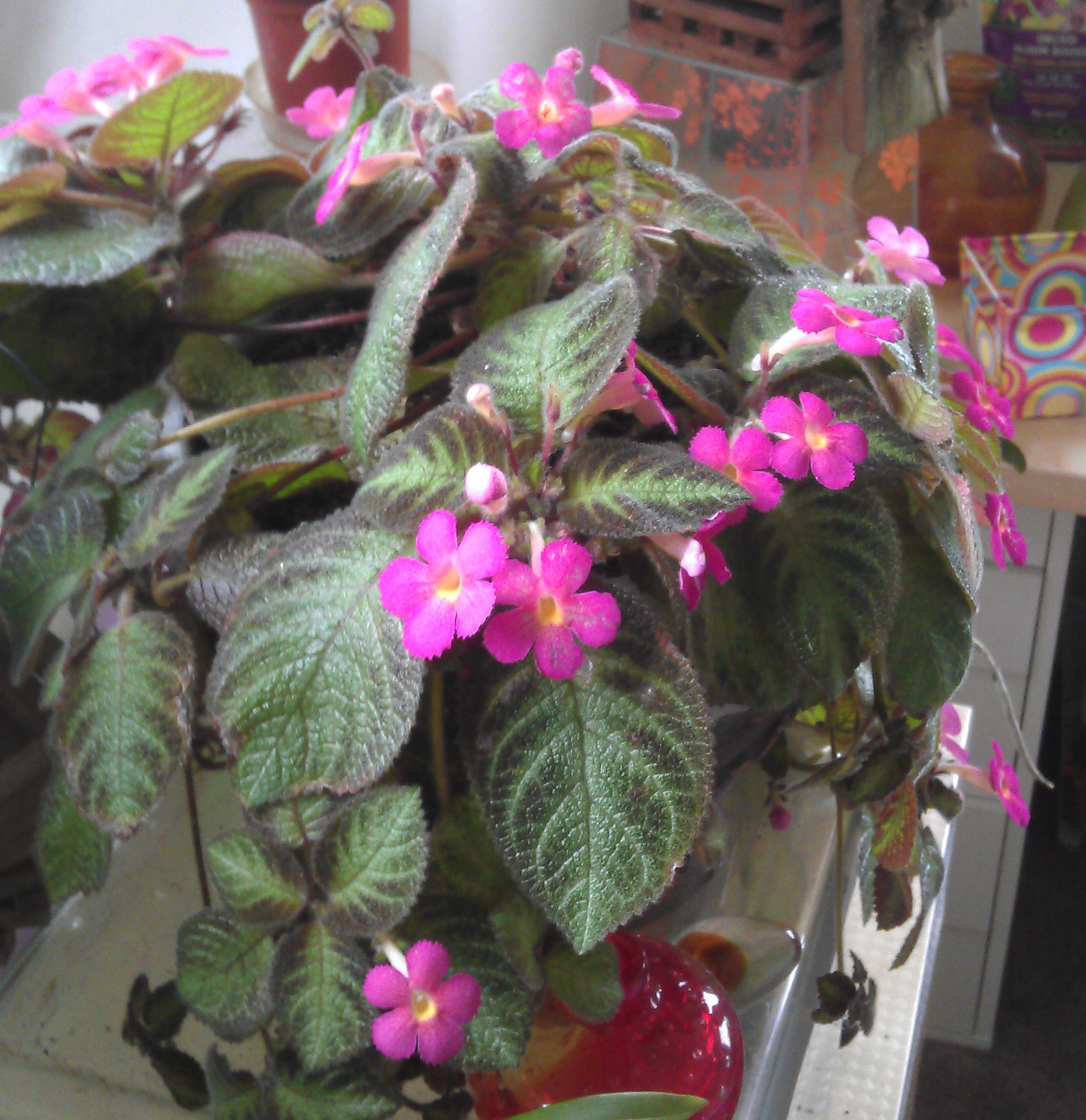 Episcia ‘Pink Panther’ - Everblooming Houseplants