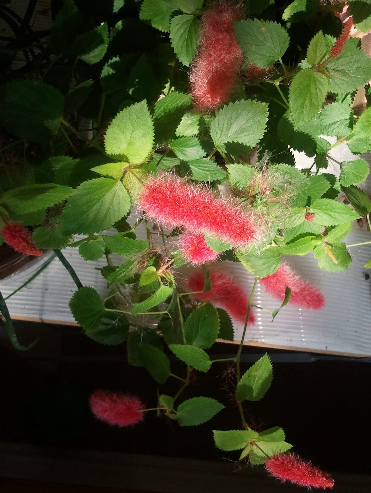 Acalypha pendula – Strawberry Firetails - Everblooming Houseplants