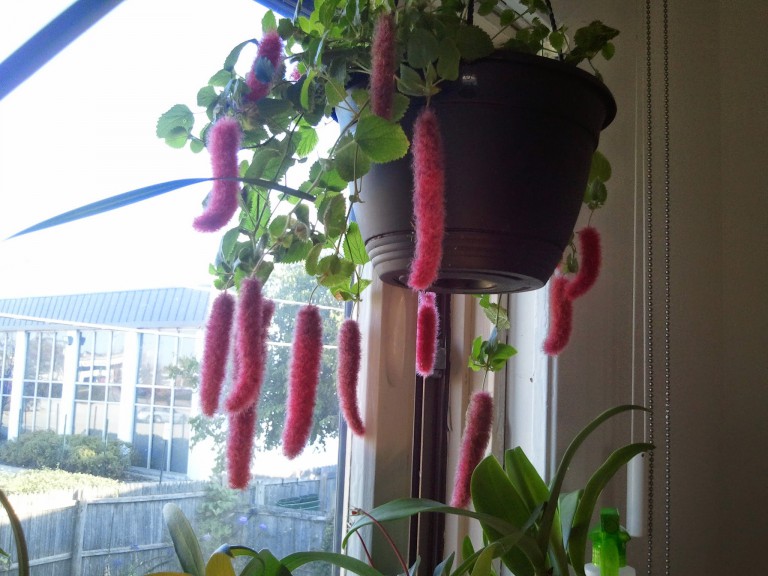 Acalypha pendula – Strawberry Firetails - Everblooming Houseplants