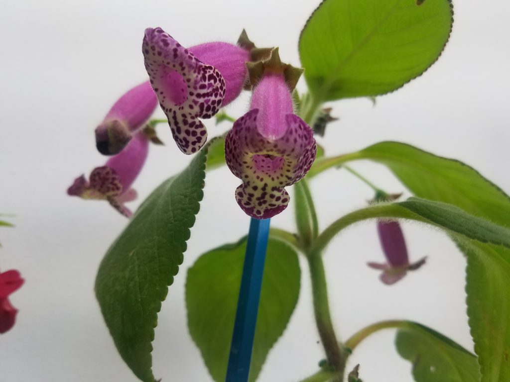 kohleria - Everblooming Houseplants