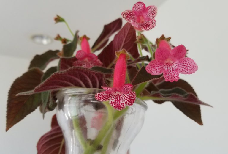 Kohleria ‘Queen Victoria’ - Everblooming Houseplants