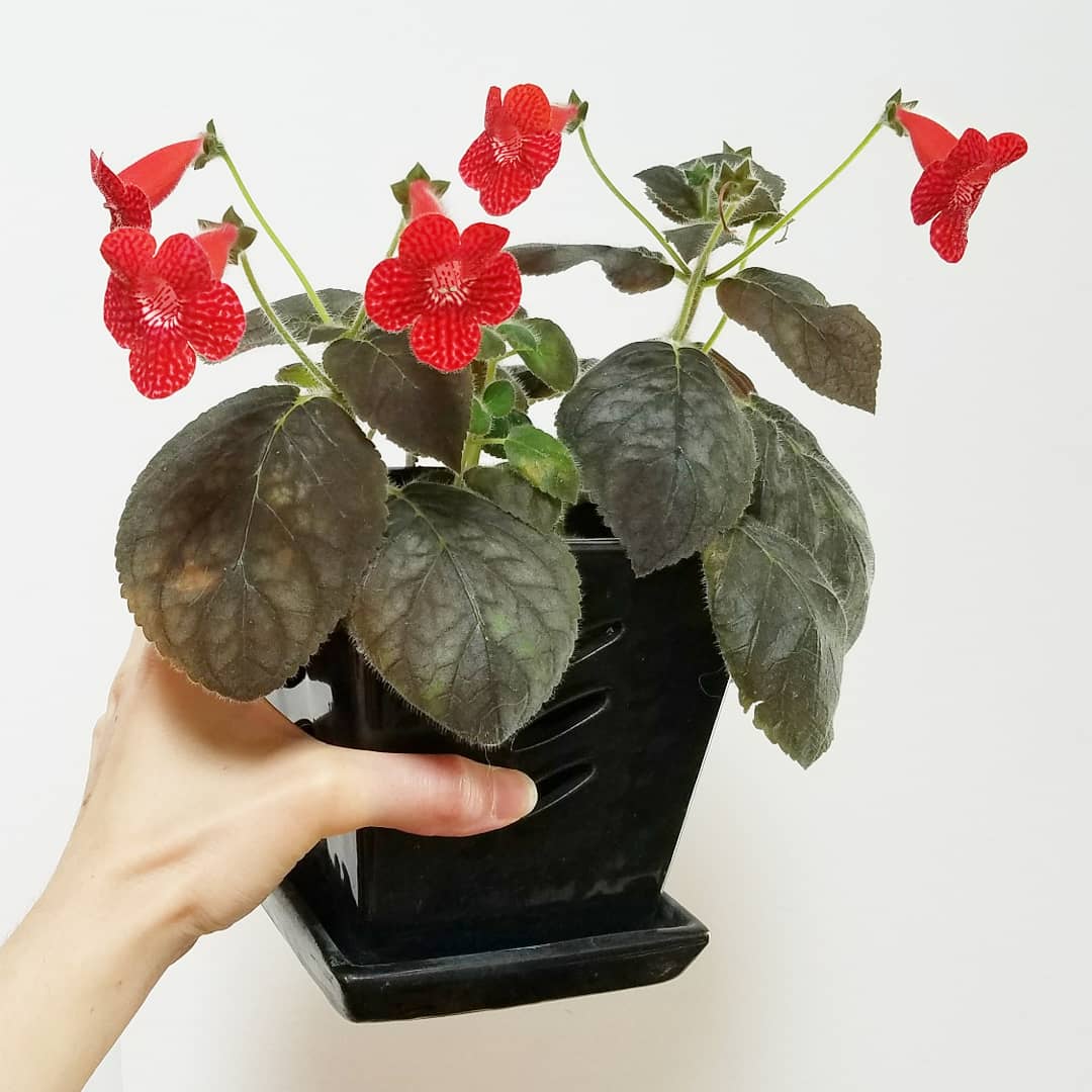 Kohleria ‘Strawberry Fields’ - Everblooming Houseplants