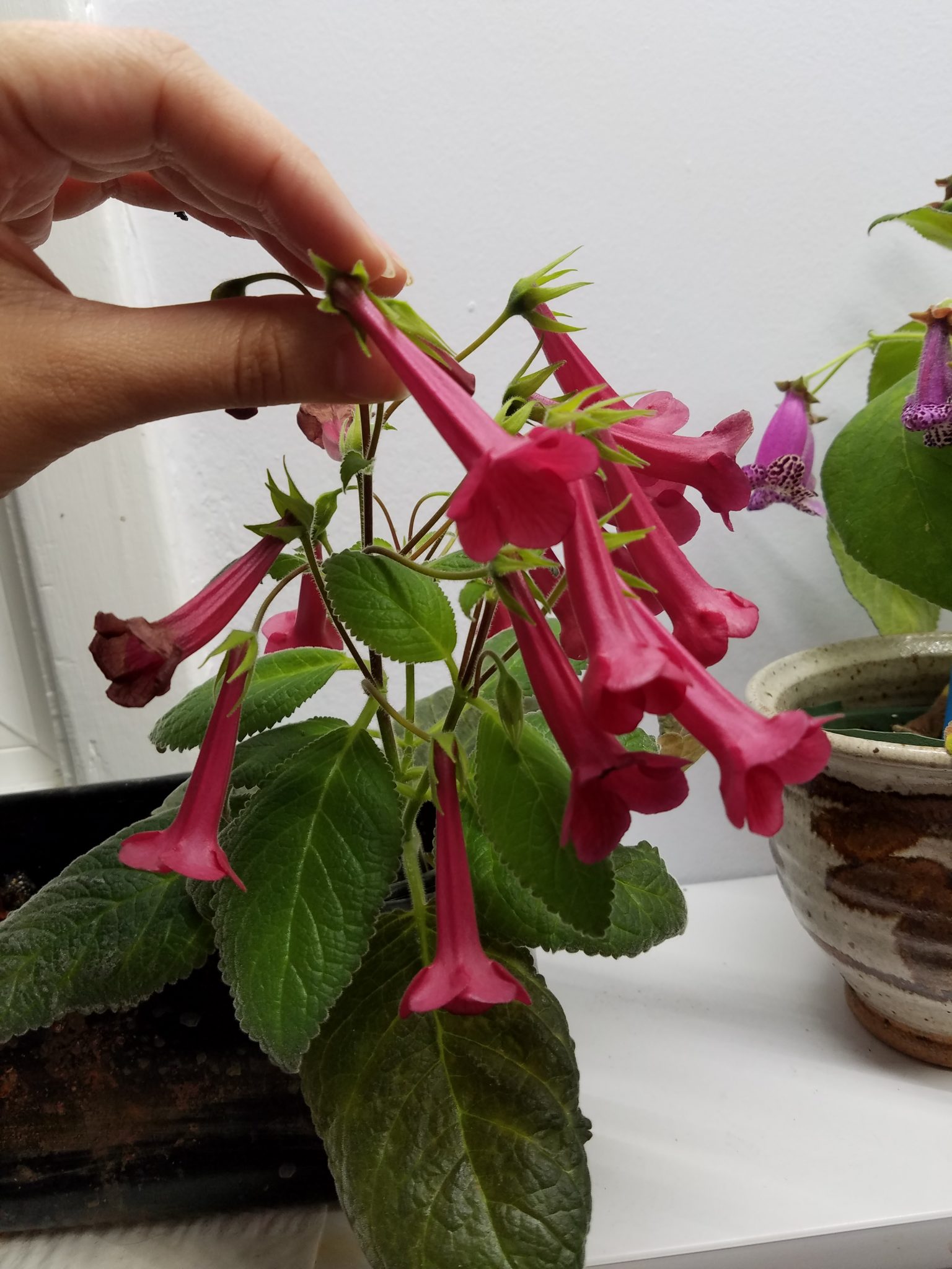 Sinningia ‘Prudence Risley’ - Everblooming Houseplants