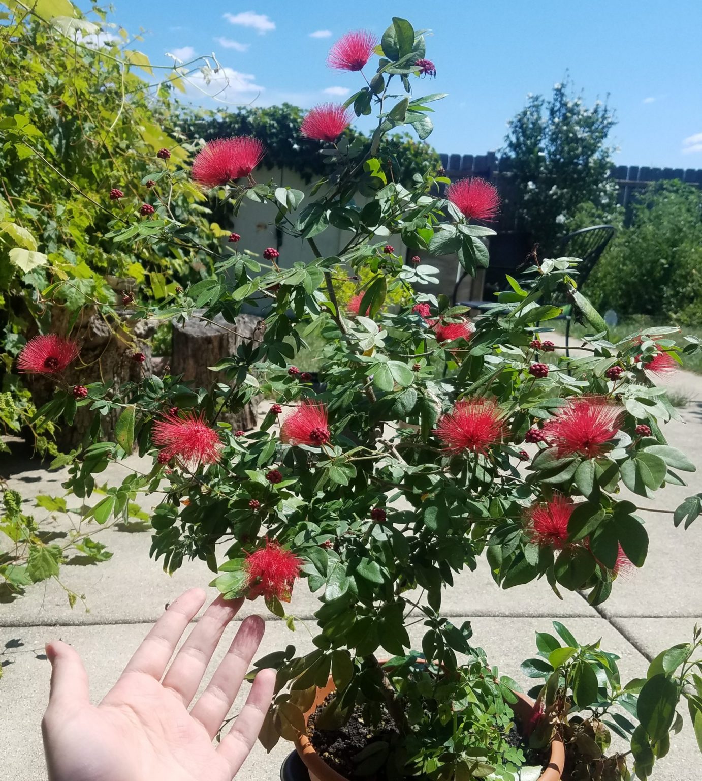 Calliandra emarginata (Pink Powder Puff) - Everblooming Houseplants