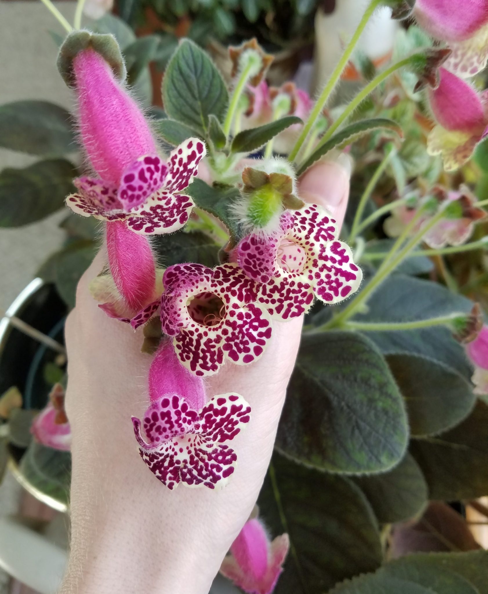 kohleria - Everblooming Houseplants