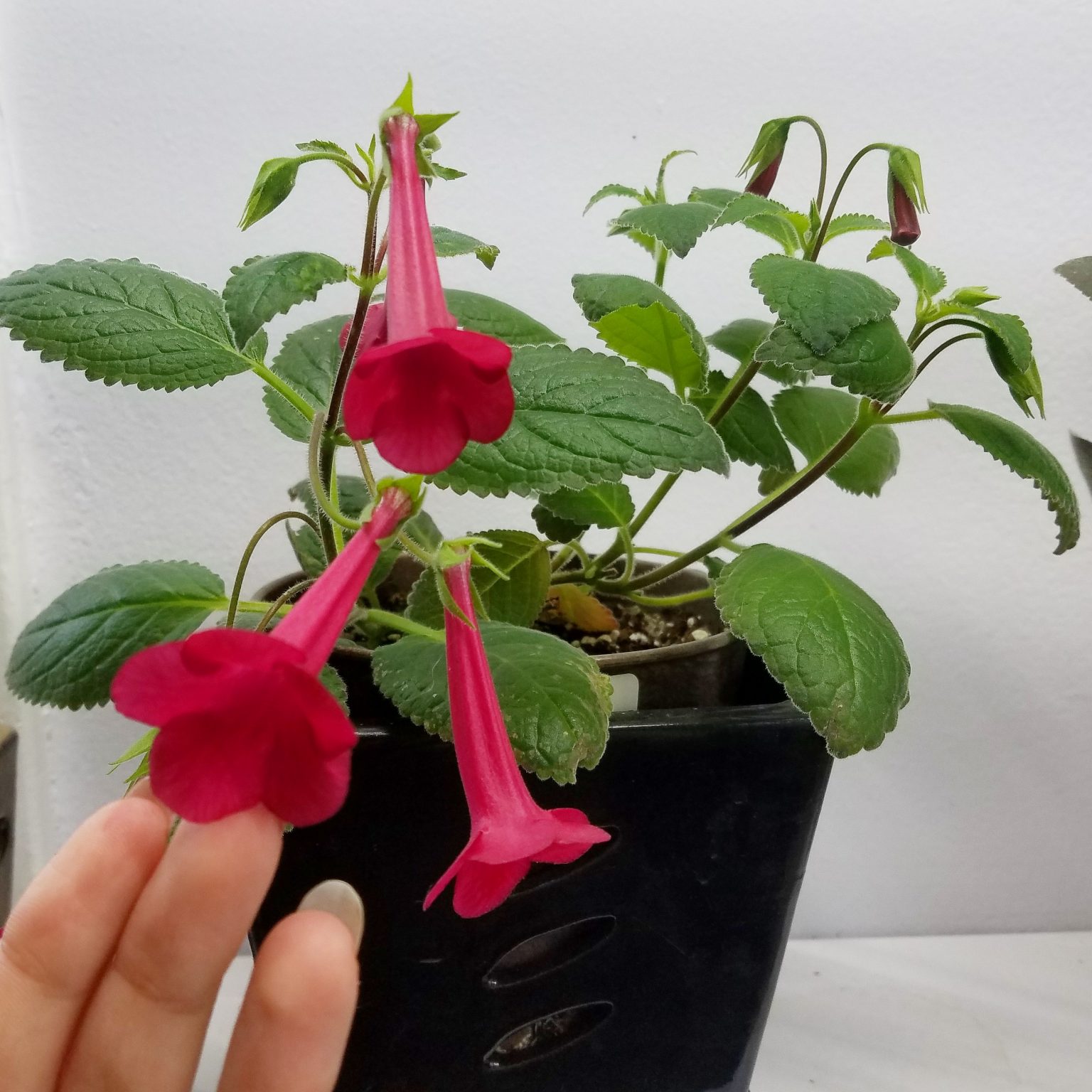 sinningia - Everblooming Houseplants