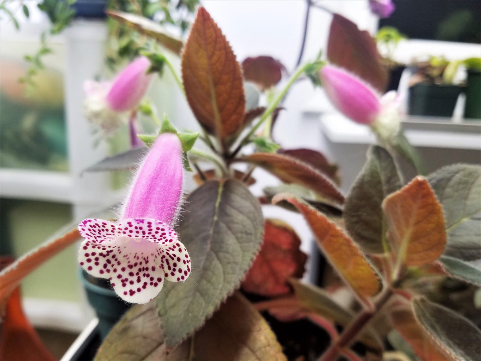 kohleria - Everblooming Houseplants