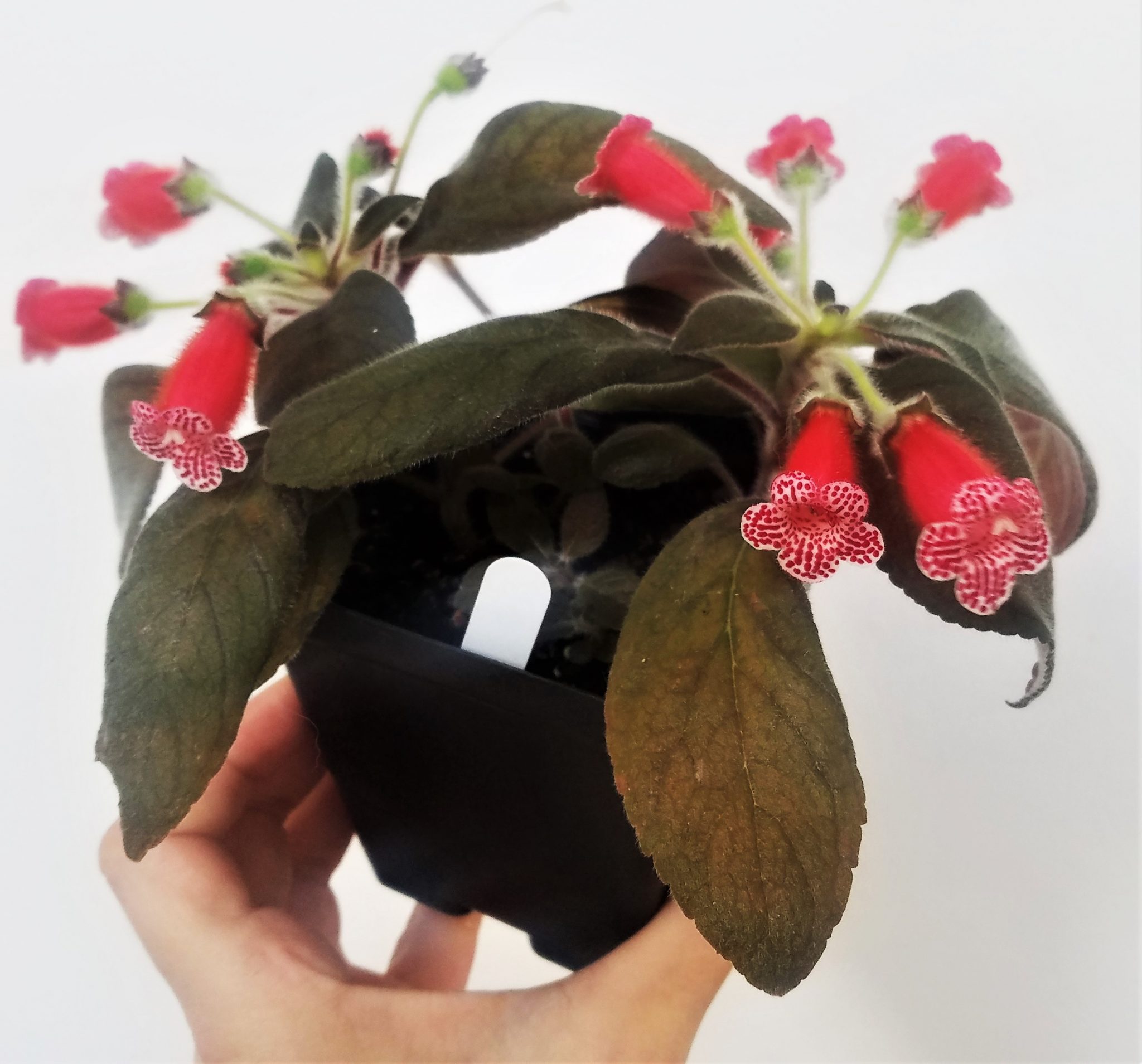 kohleria - Everblooming Houseplants